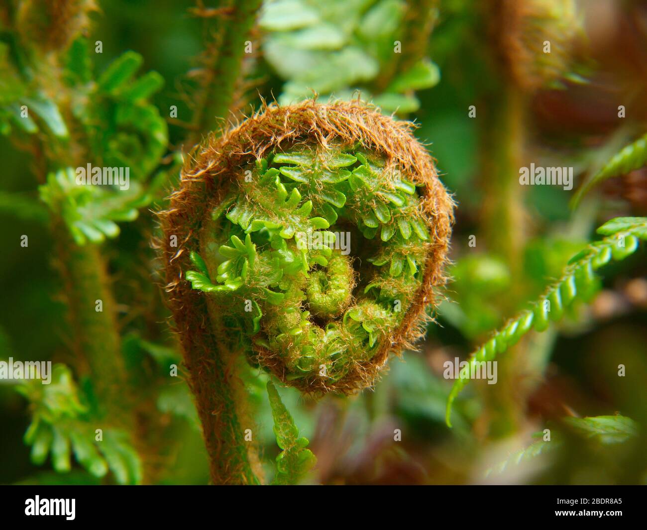 Unfolding fern crozier- frond taken in spring in the uk Stock Photo - Alamy