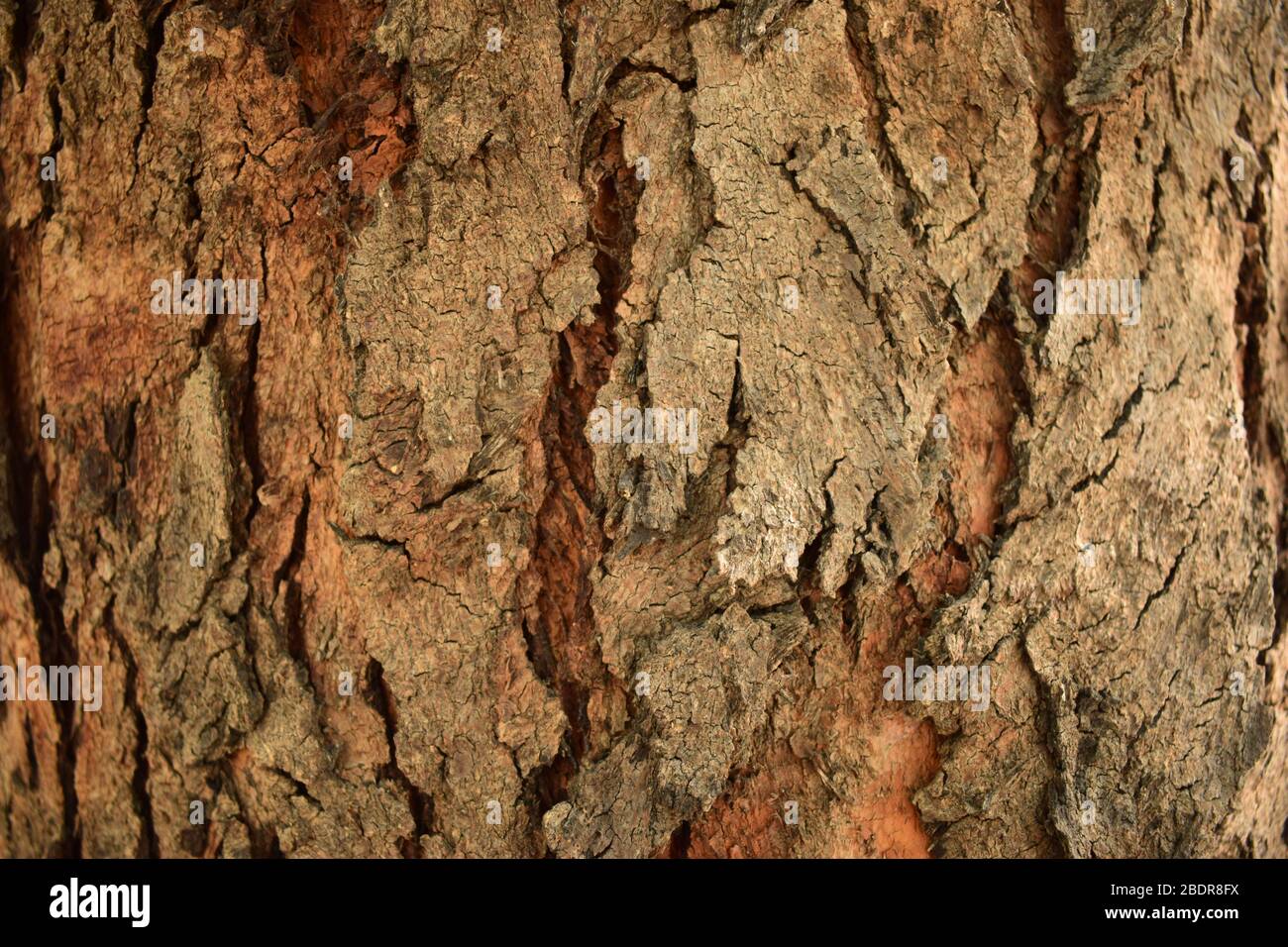 Natural Tree Bark/Branches close-up background Stock Photography Image ...
