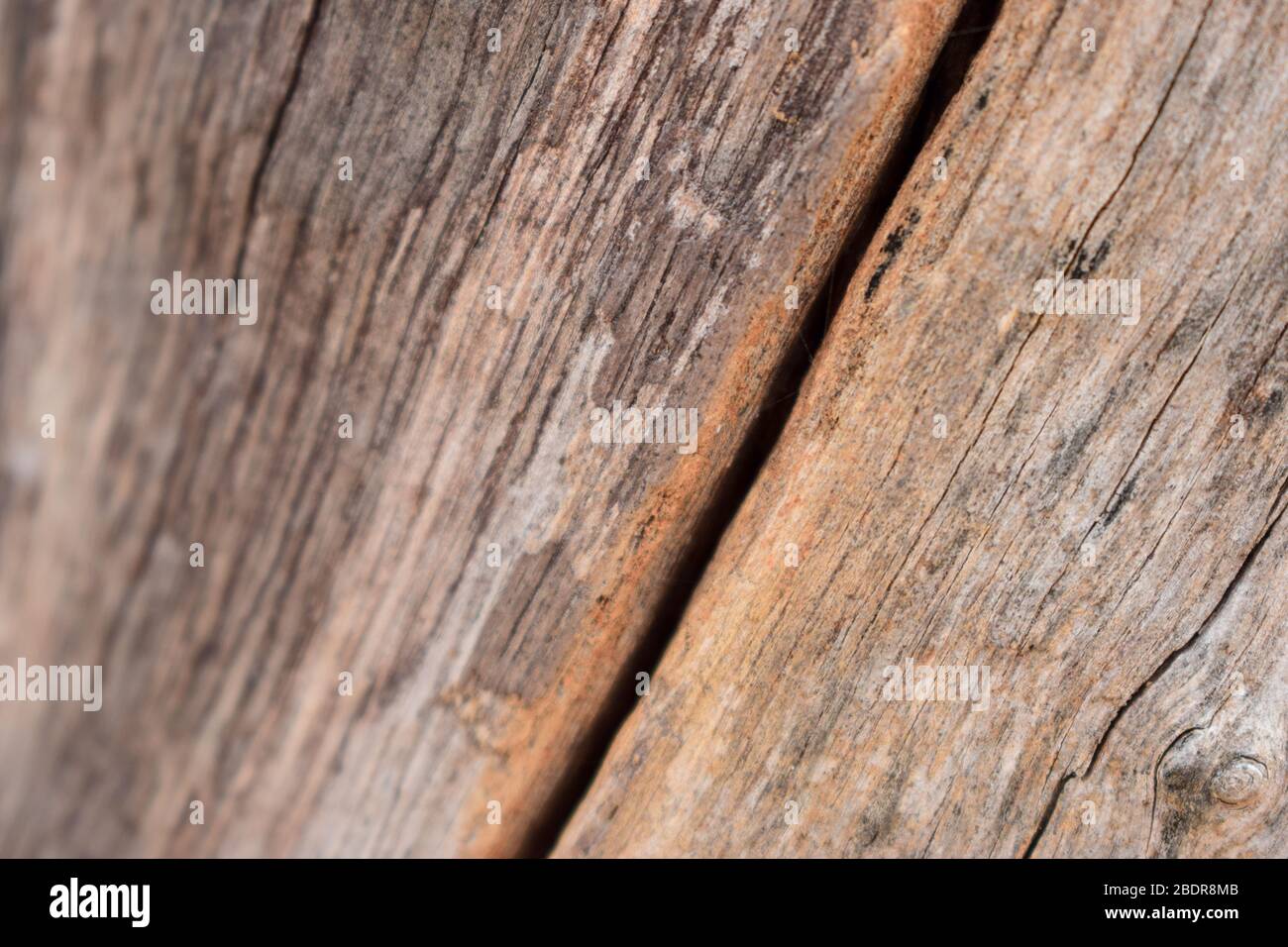 Peeled tree bark hi-res stock photography and images - Alamy