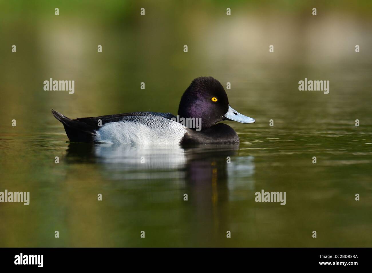 Lesser Scaup is an North American diving duck Stock Photo - Alamy