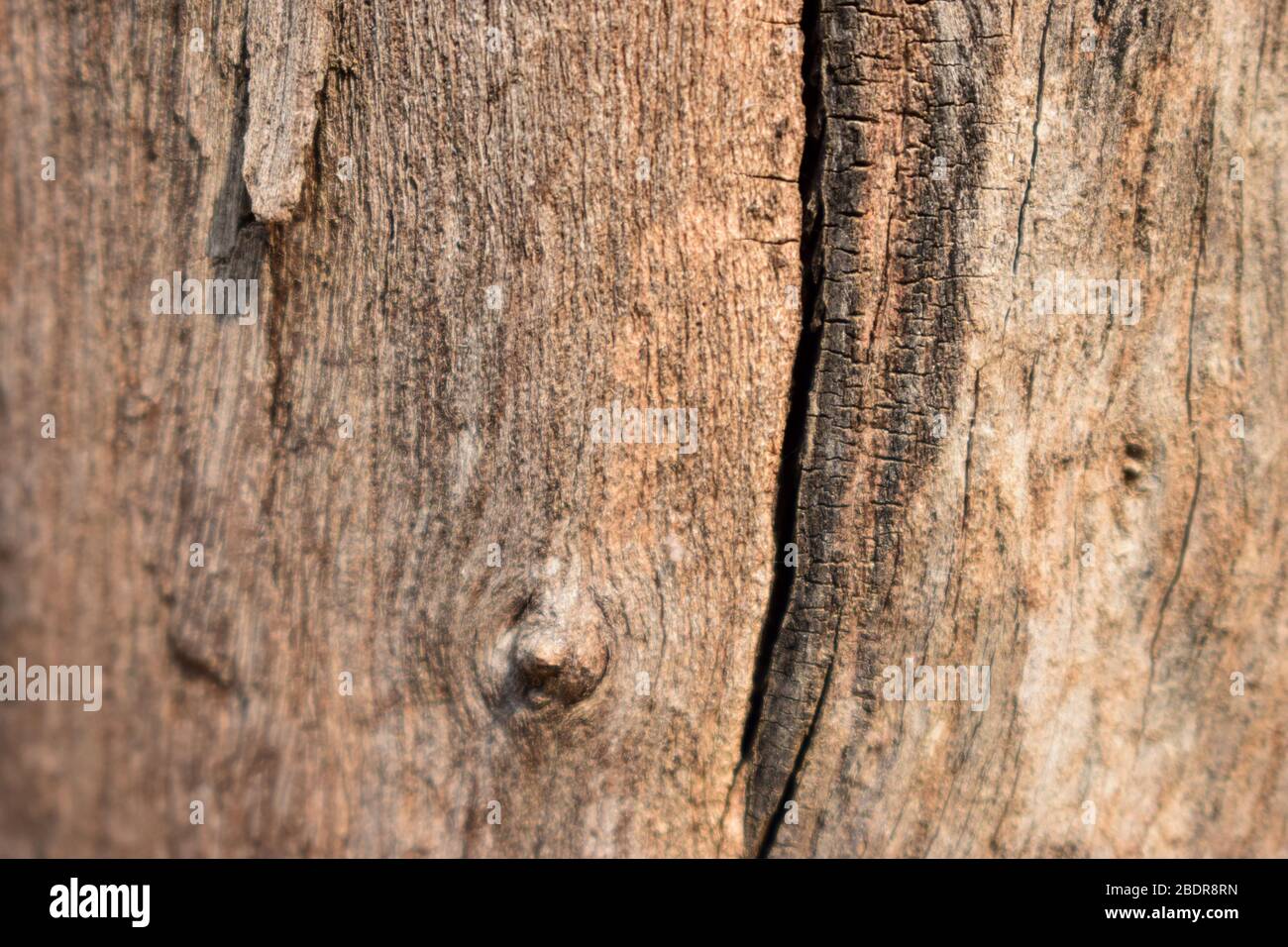 Dry Peeled Tree Bark Texture background Macro Stock Photography Image ...