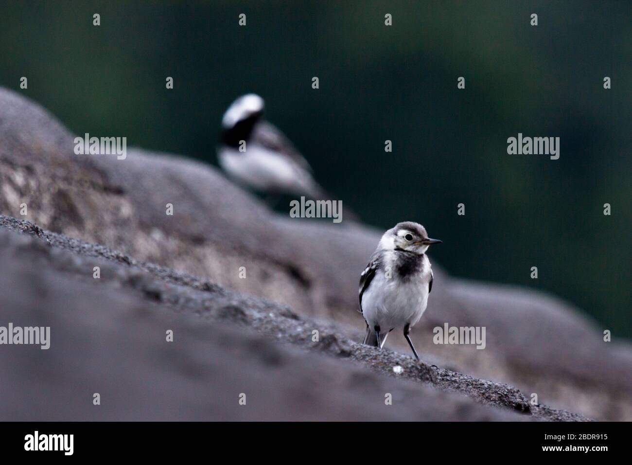 Bird with blurred background hi-res stock photography and images - Alamy