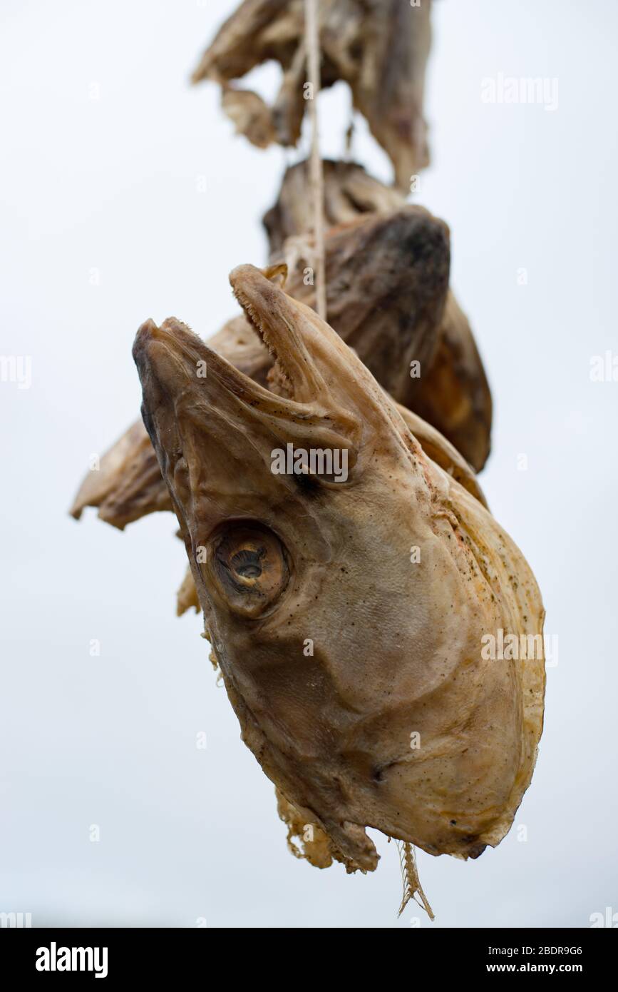 Salted fish drying hi-res stock photography and images - Alamy