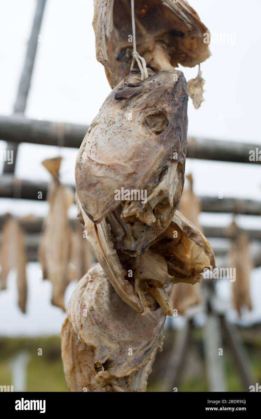Fish drying in Eyrarbakki, Iceland Stock Photo - Alamy