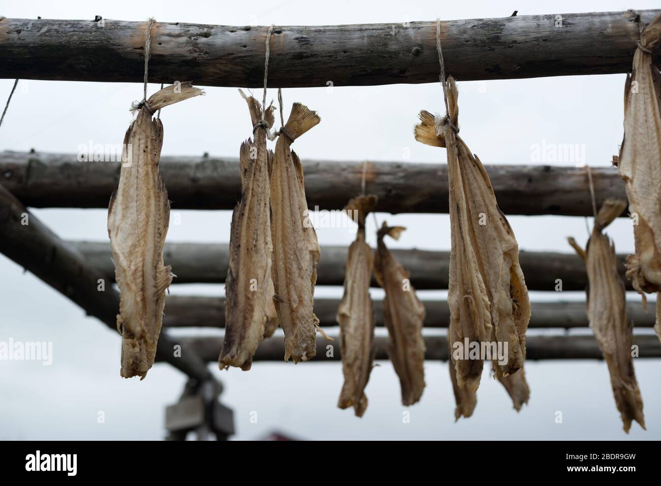 Fish drying in Eyrarbakki, Iceland Stock Photo - Alamy