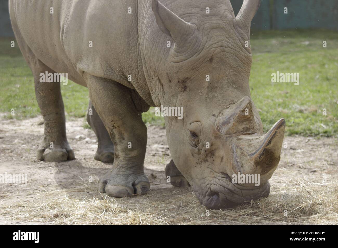 Dehorned dead rhino hi-res stock photography and images - Alamy