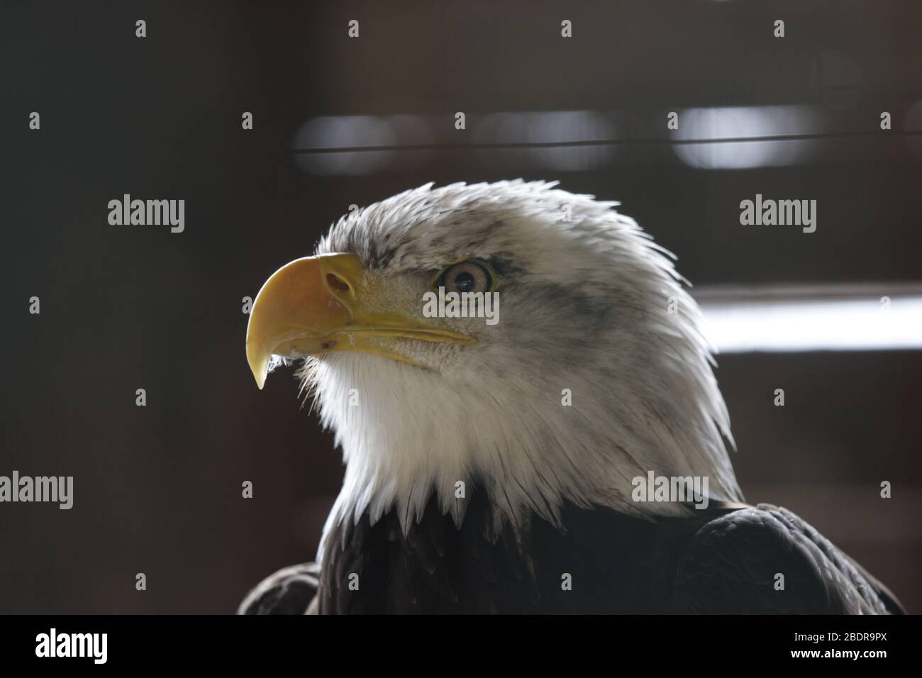 Eagle watching hi-res stock photography and images - Alamy