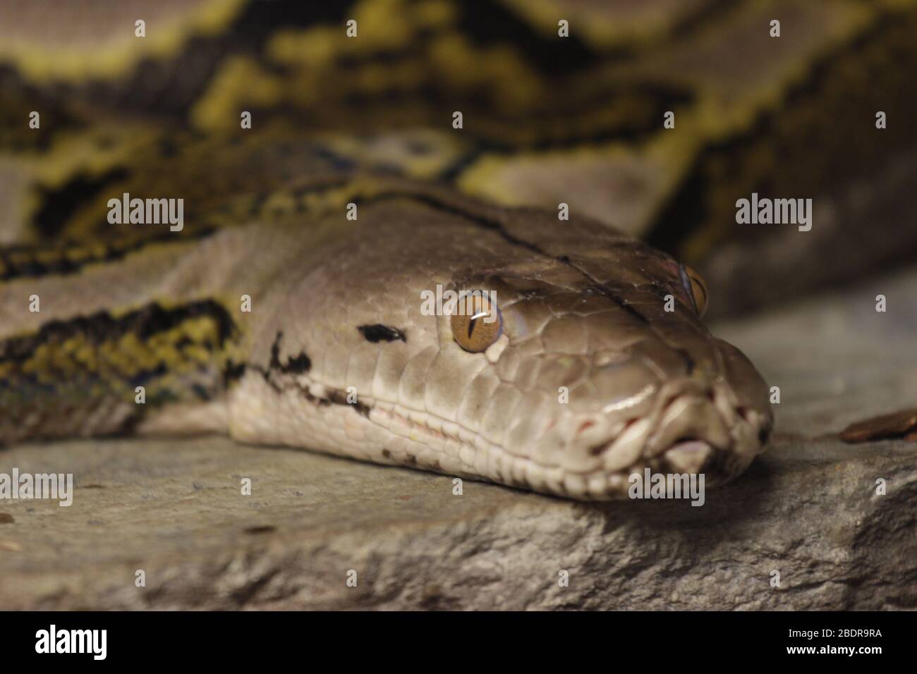 Reticulated python jungle hi-res stock photography and images - Alamy