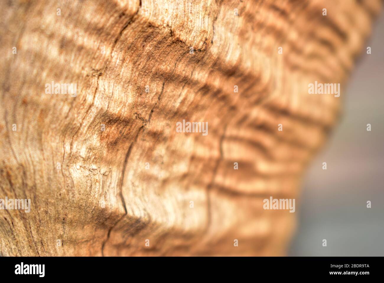 Dry Peeled Tree Bark Texture background Macro Stock Photography Image ...