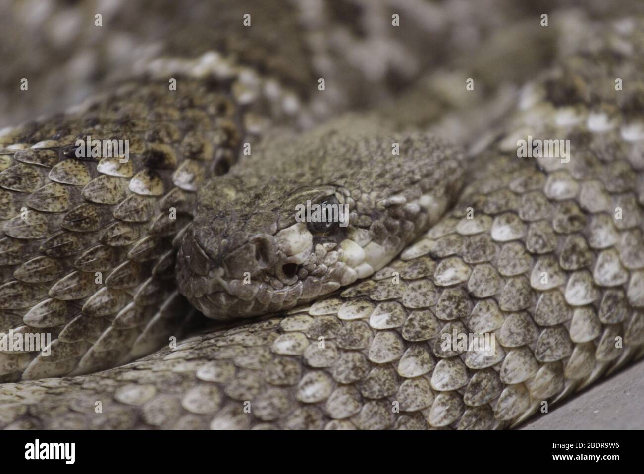 Strangling snake hi-res stock photography and images - Alamy