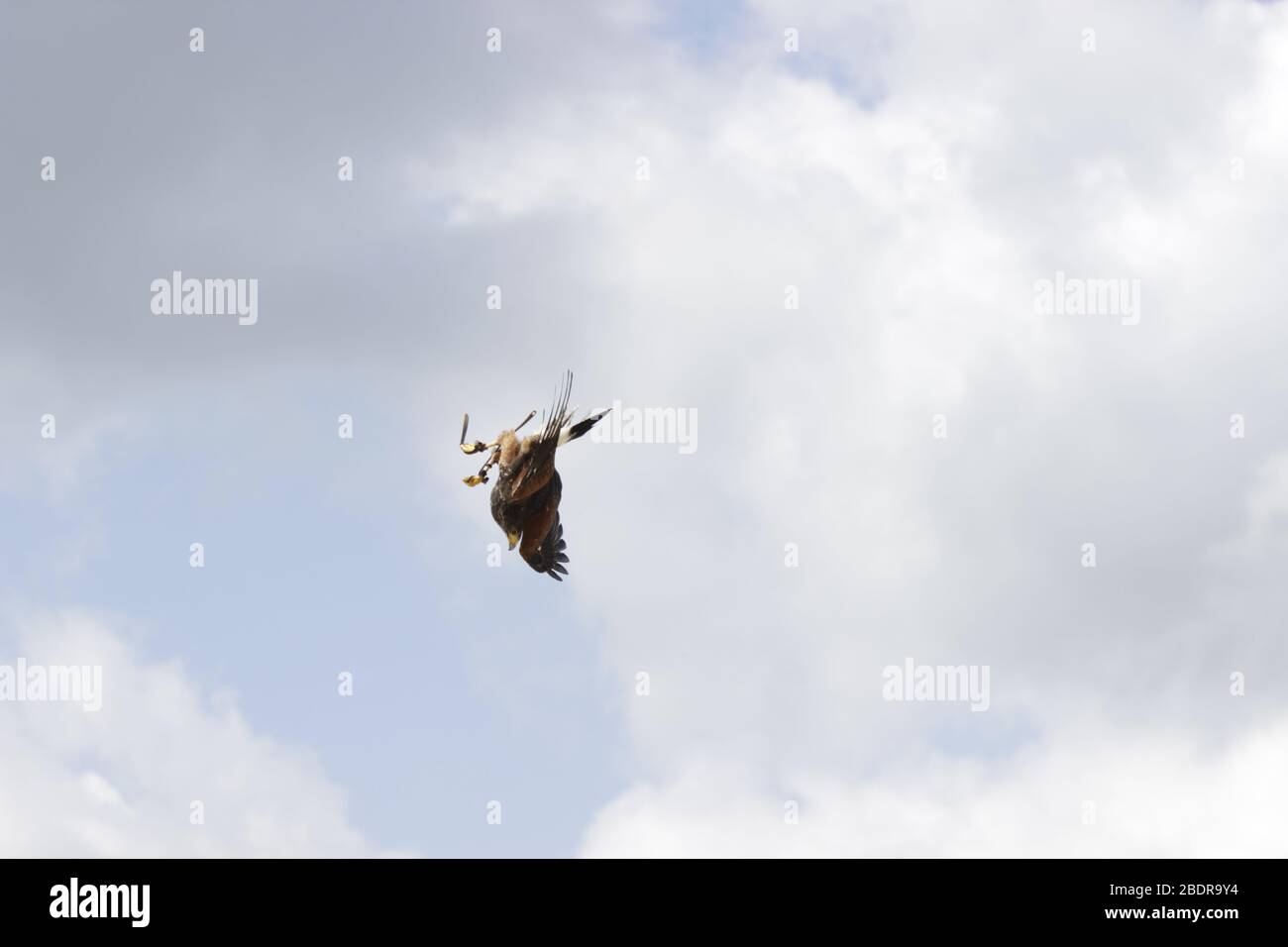 Sparrow hawk flying hi-res stock photography and images - Alamy