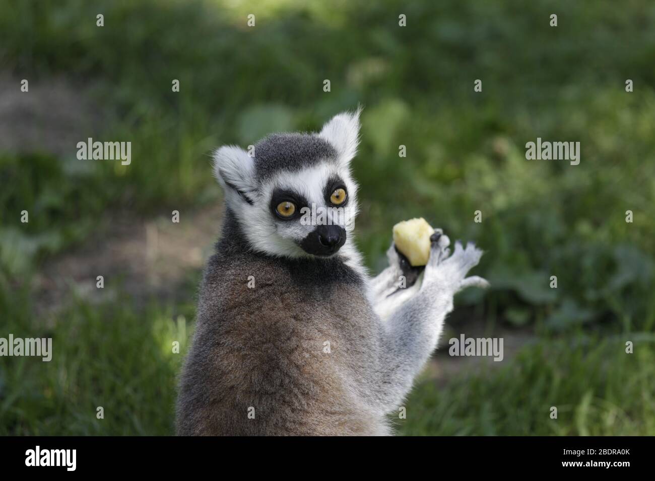 Cute lemure hi-res stock photography and images - Alamy