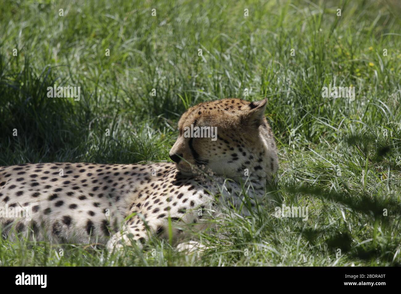 lazy cheetah lying at the zoo Stock Photo - Alamy
