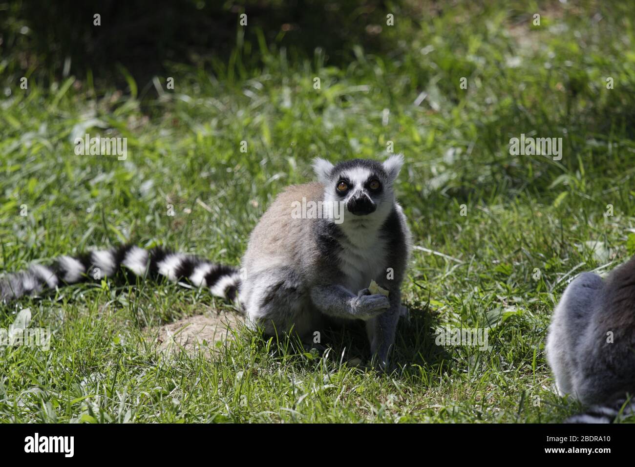 Calm Lemur into the zoo Stock Photo - Alamy