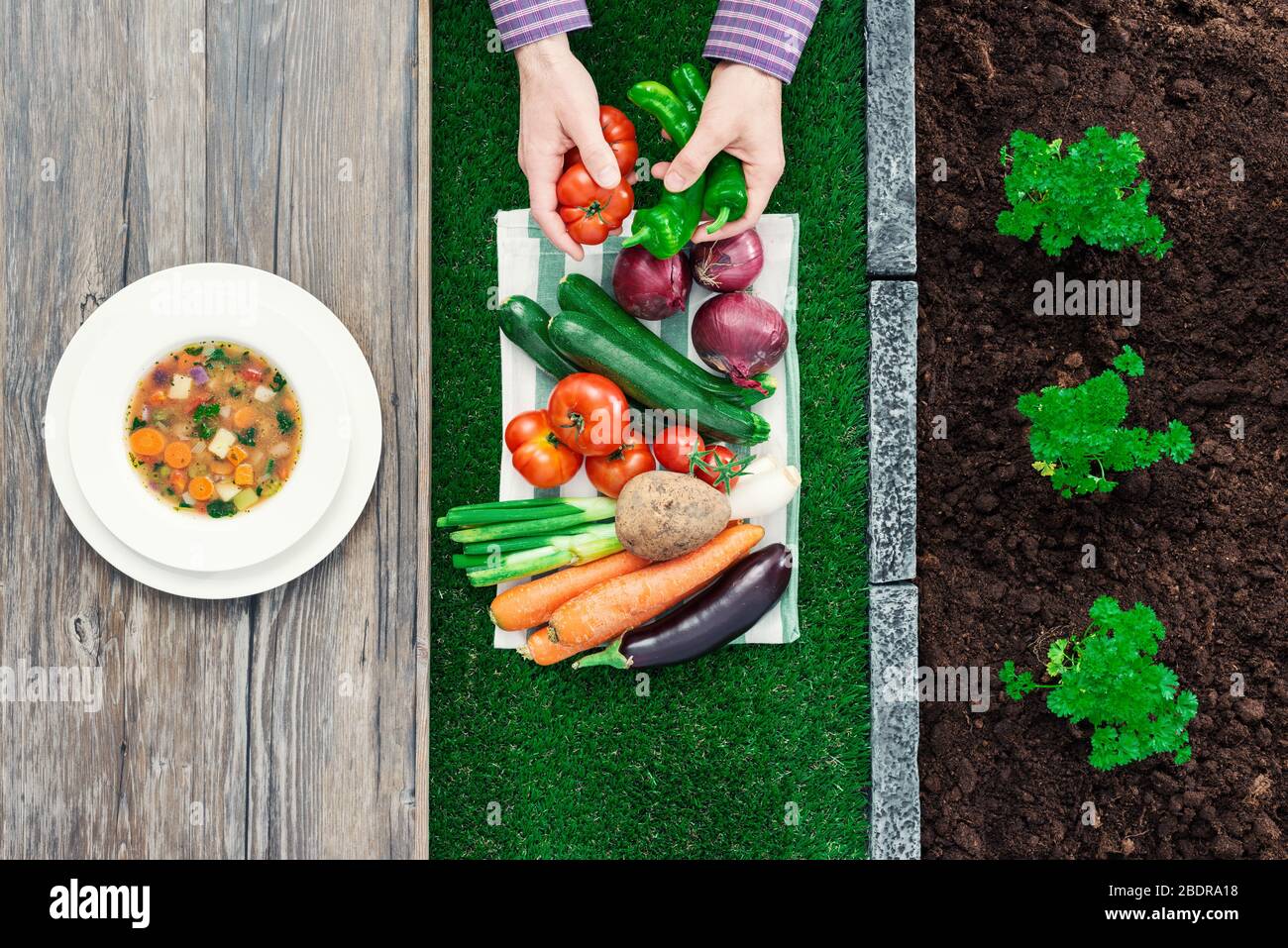 Food from farm to table: plants growing in the garden, farmer ...