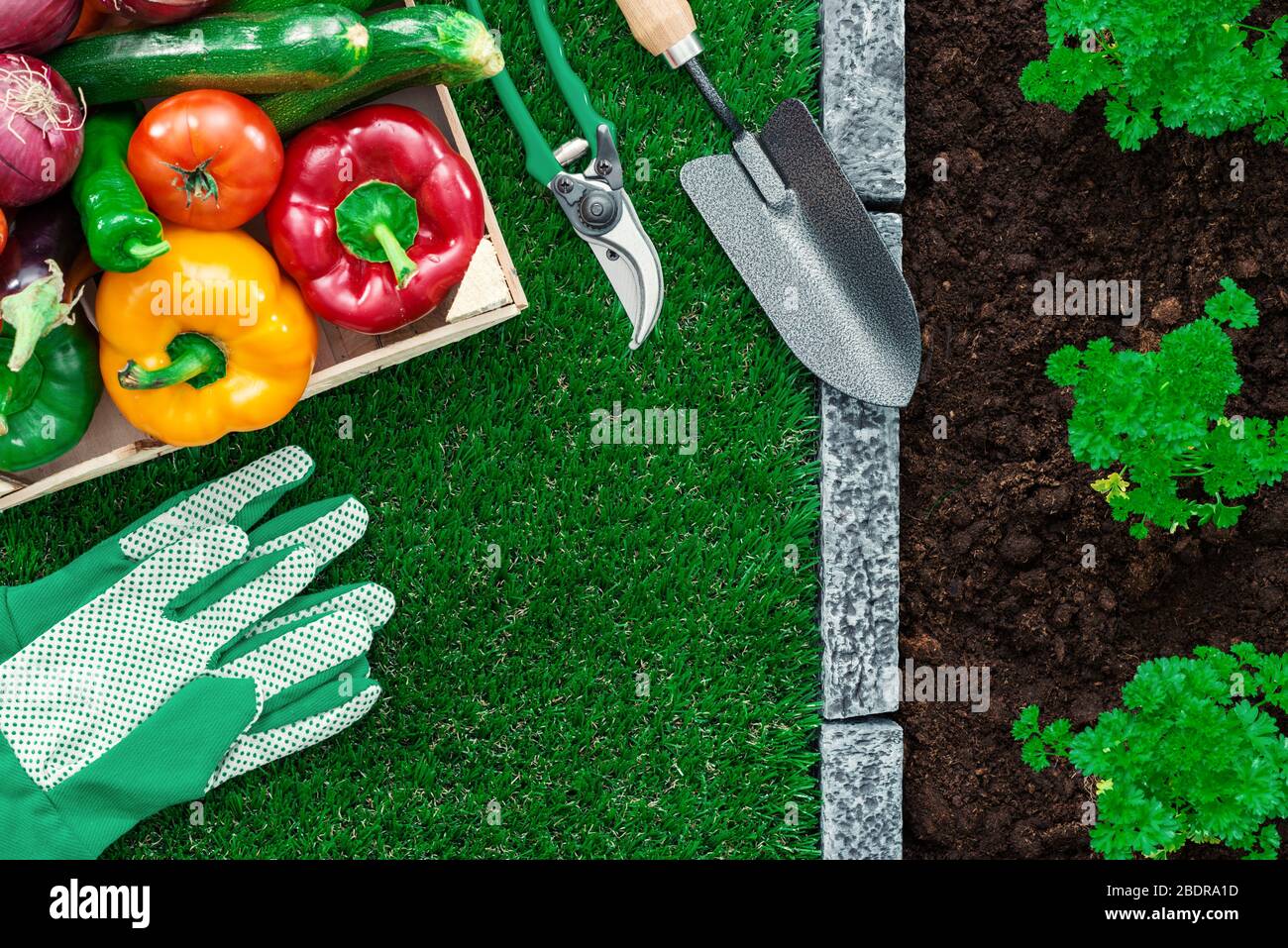 Farming and gardening tools, vegetables and plants growing on the ...