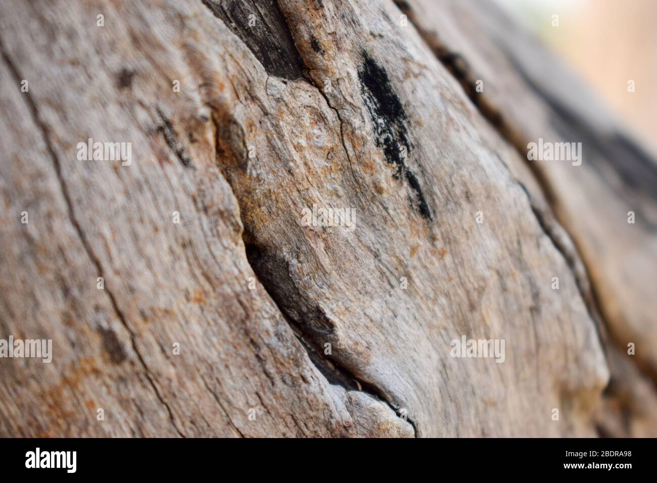 Dry Peeled Tree Bark Texture background Macro Stock Photography Image ...