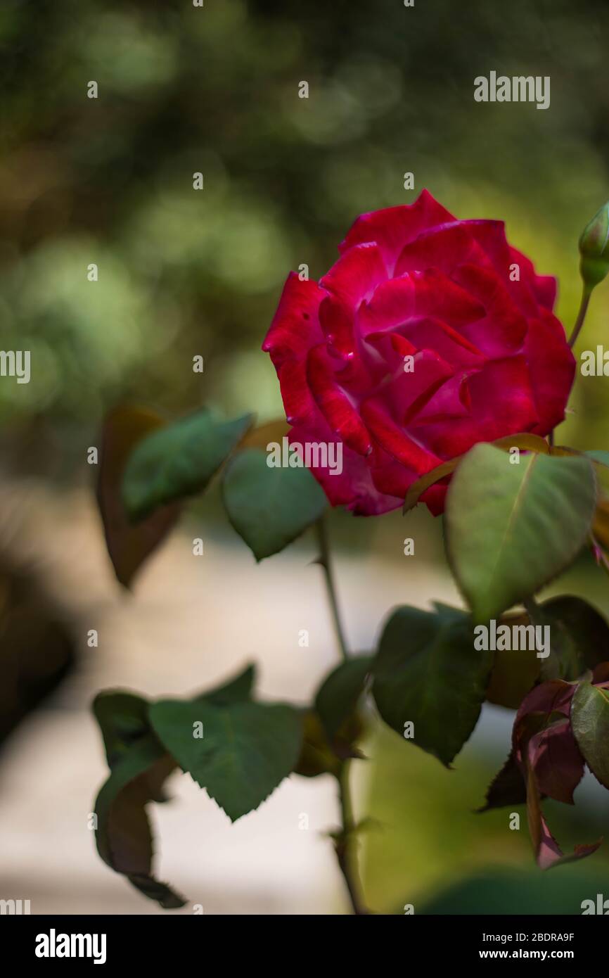 Red Roses on a bush in a garden. Russia Stock Photo - Alamy
