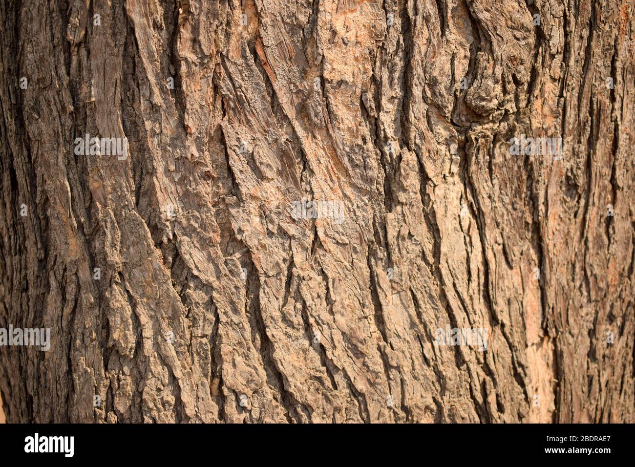 Dry Peeled Tree Bark Texture background Macro Stock Photography Image ...