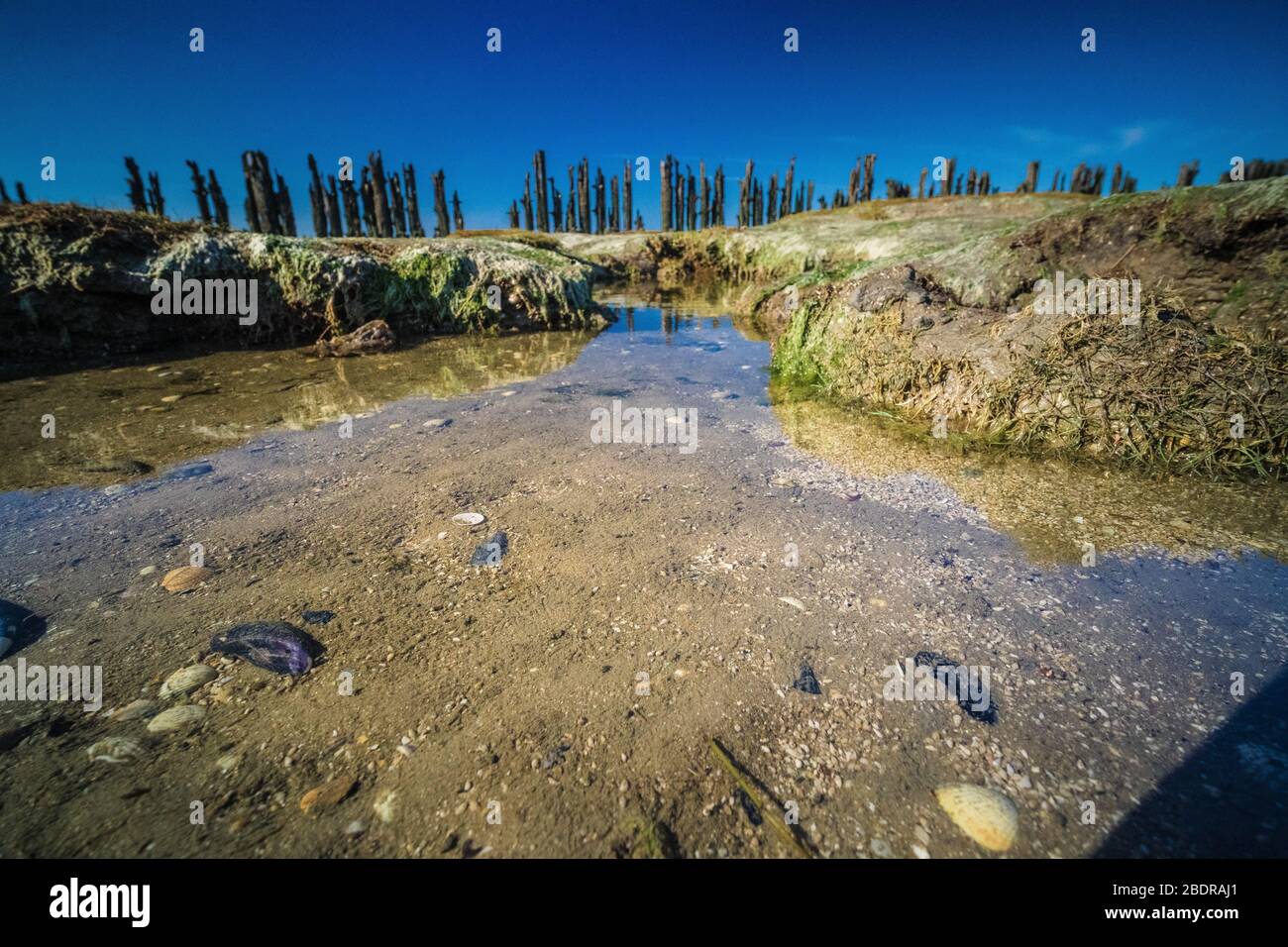 Textures dry sea bottom and old dike at low tide, tidal marsh along the ...
