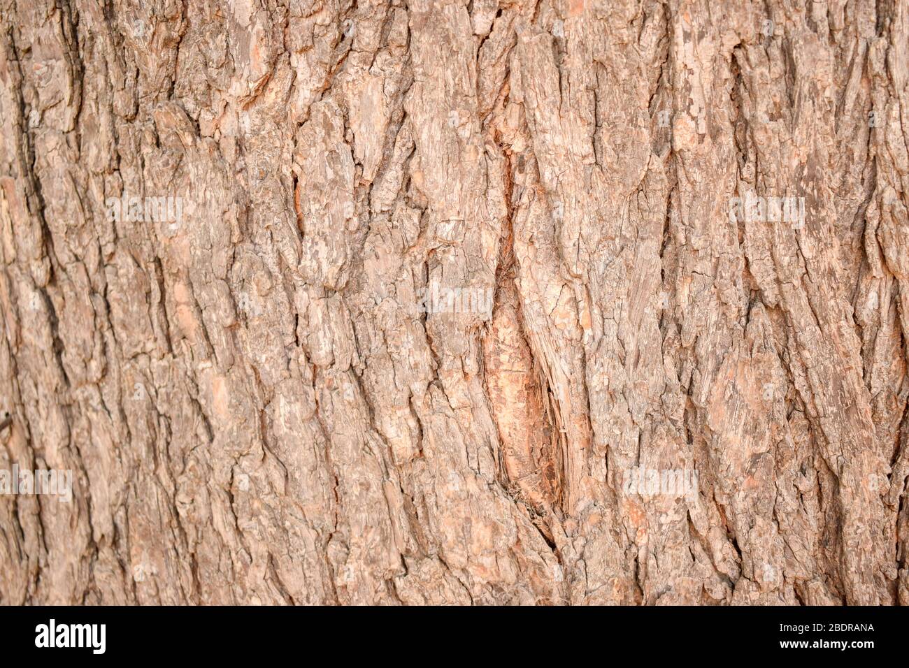Dry Tree Bark Texture Close up Background Stock Photography Image Stock ...