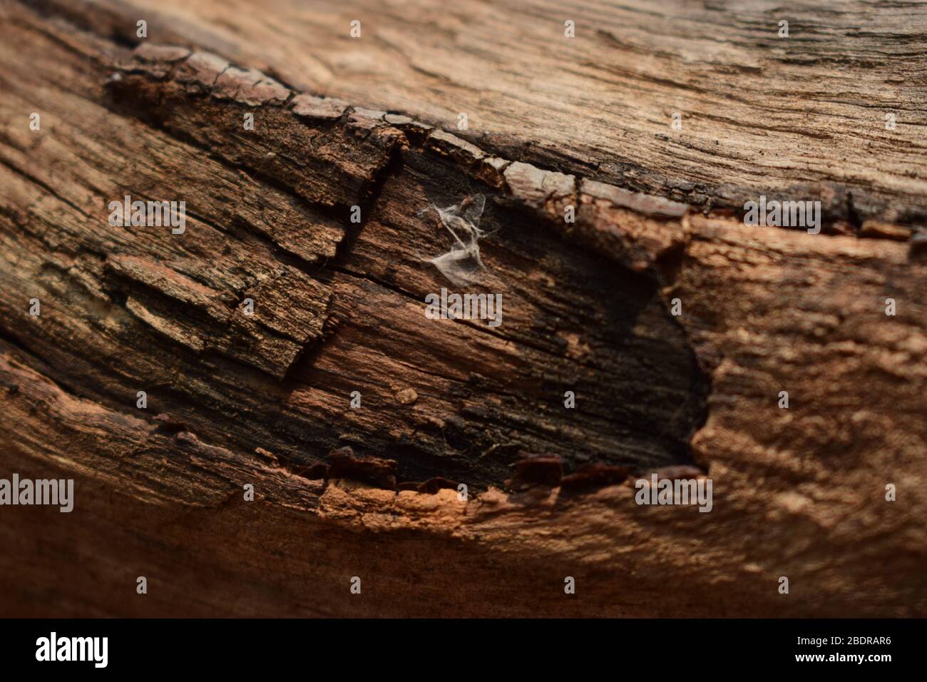 Dry Peeled Tree Bark Texture background Macro Stock Photography Image ...
