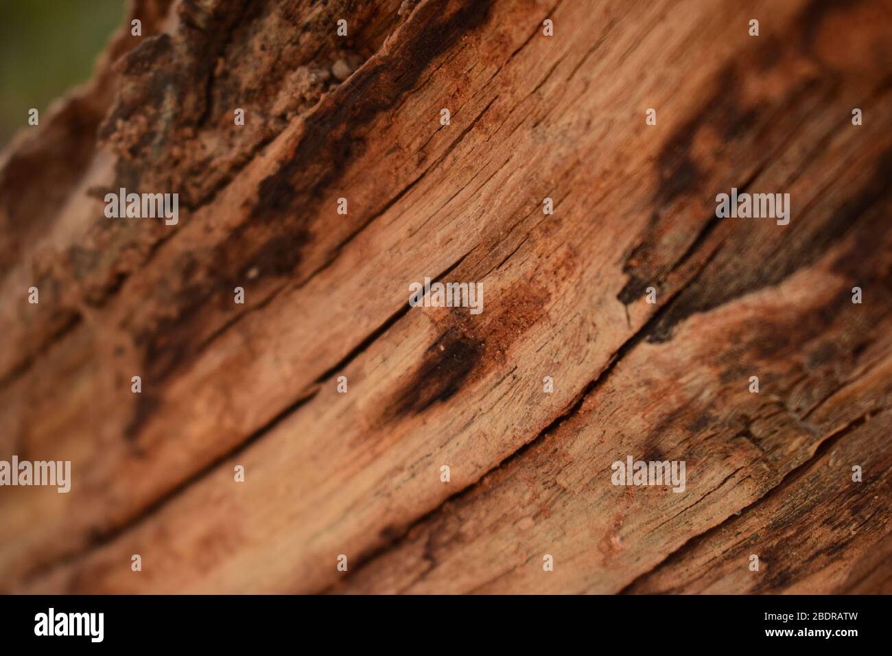 Dry Peeled Tree Bark Texture background Macro Stock Photography Image ...