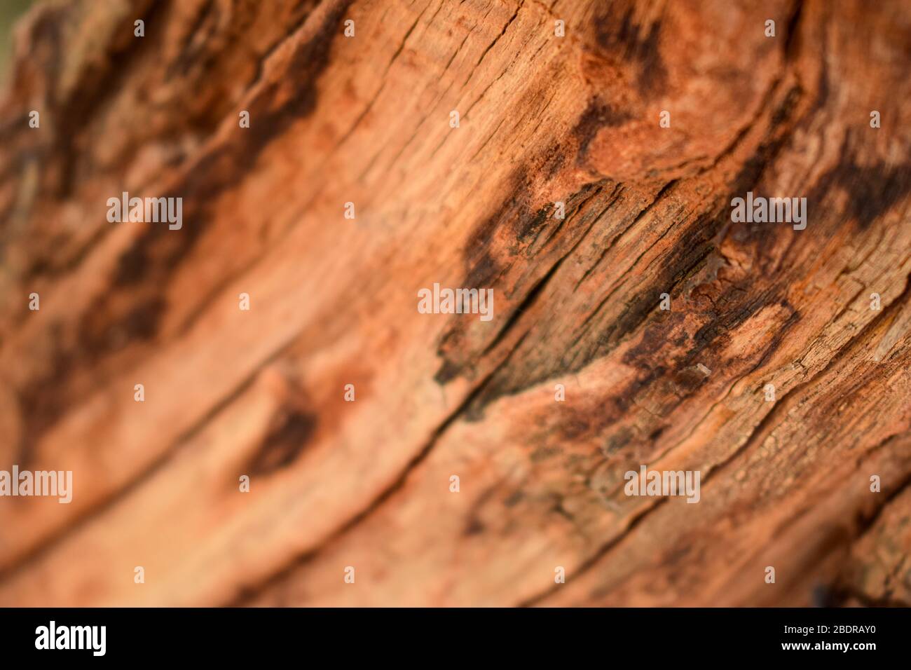 Dry Peeled Tree Bark Texture background Macro Stock Photography Image ...
