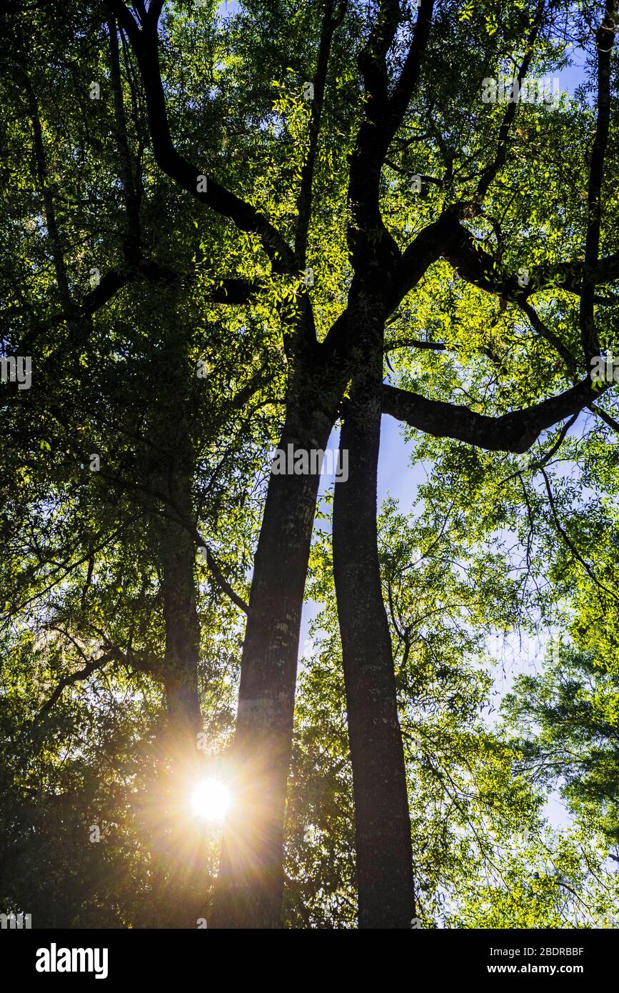 Sun peeking through new spring growth of oak trees in North Central ...