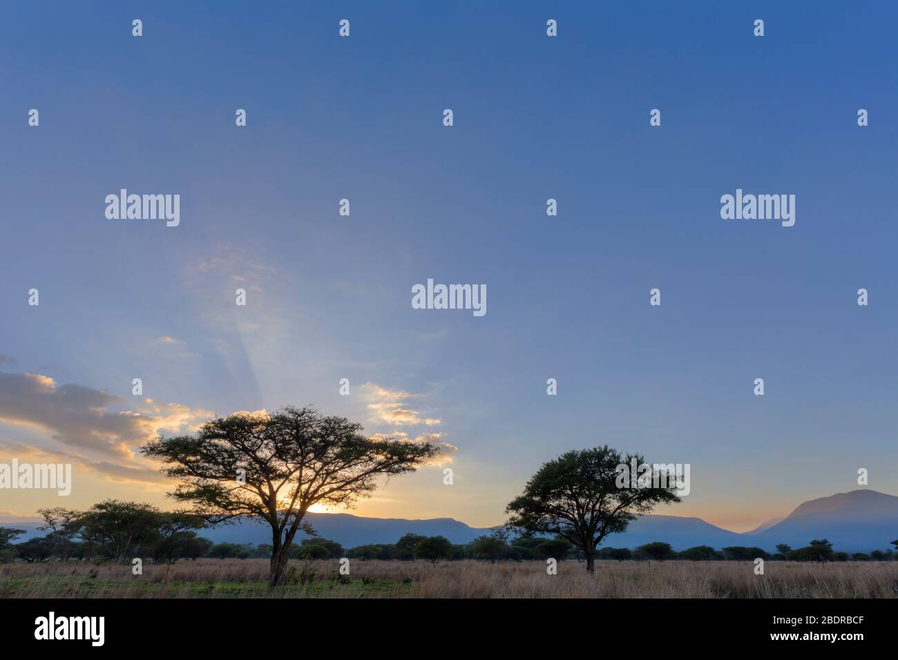 Golden bushveld sunrise Stock Photo - Alamy