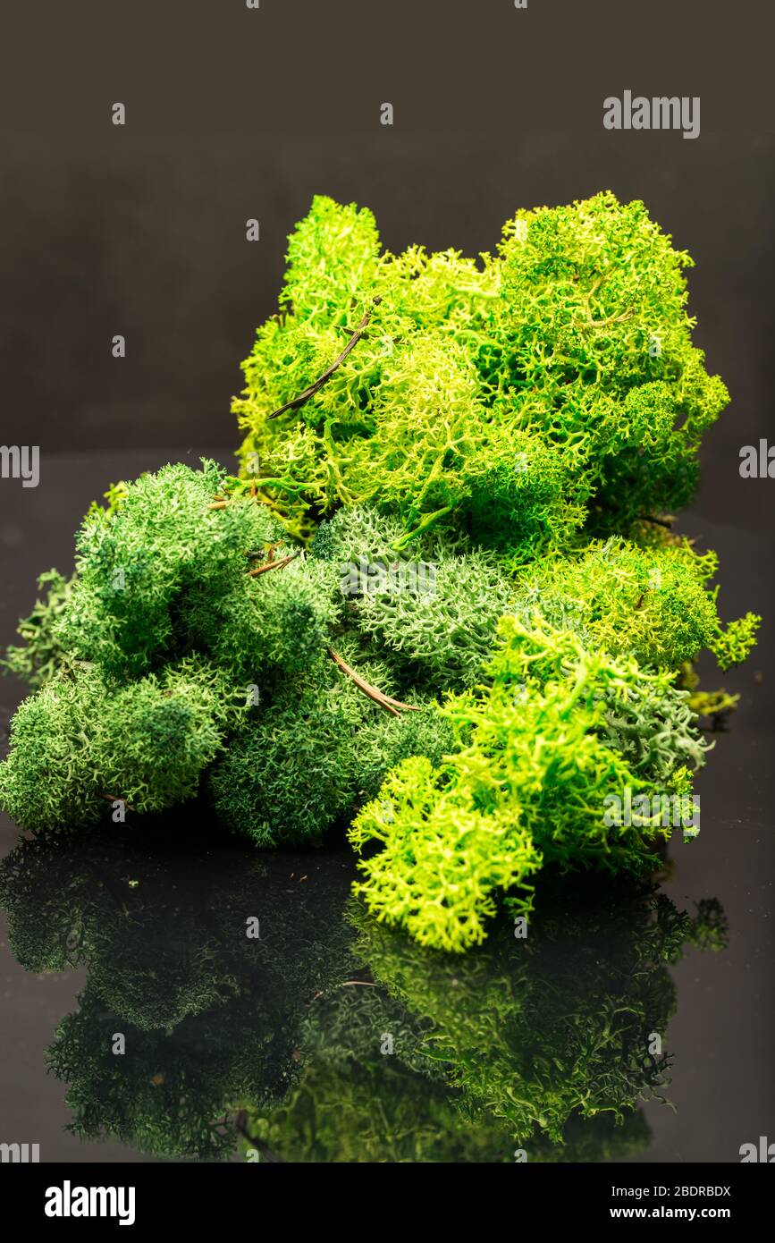 Stabilized lichens against black background with reflection Stock Photo ...