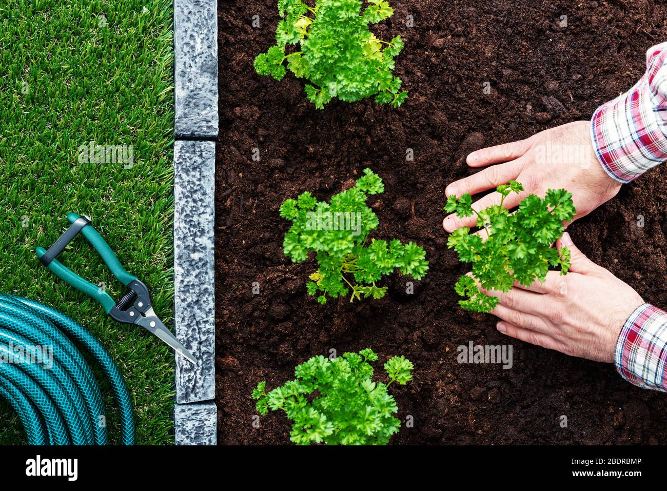 Farmer working in the garden, he is planting some seedlings, gardening ...