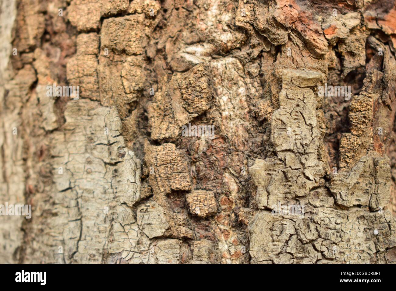 Dry Tree Branch knots Texture Close-up background Macro Stock ...