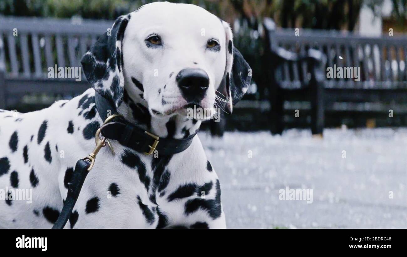 USA. A scene from the ©Buena Vista Pictures film : 101 Dalmatians (1996 ...