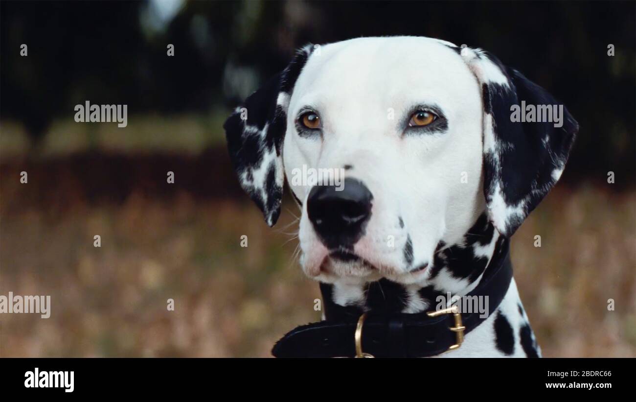 101 dalmatian dalmatians hi-res stock photography and images - Alamy