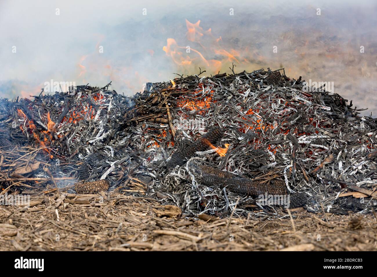 Soybean stubble, cornstalks, corn cobs burning in farm field. Concept ...
