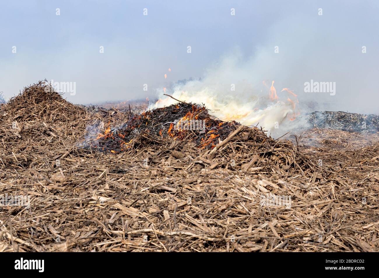 Soybean stubble, cornstalks, corn cobs burning in farm field. Concept ...