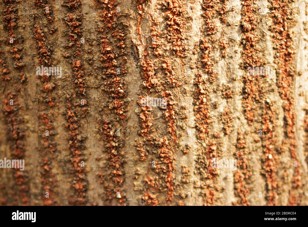 Tree Bark Rugged Texture Background Macro Stock Photography Image Stock ...