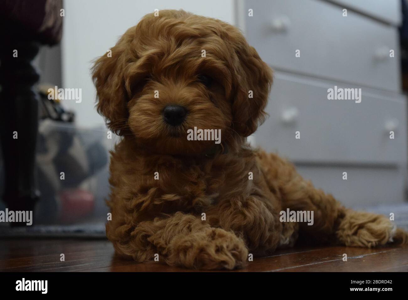 Cavapoo puppy hi-res stock photography and images - Alamy