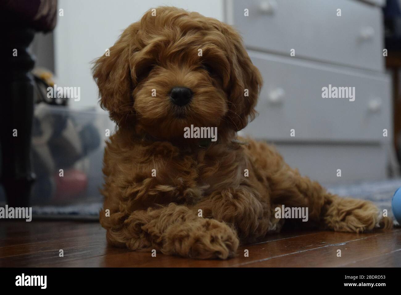Cavapoo Puppy High Resolution Stock Photography and Images - Alamy