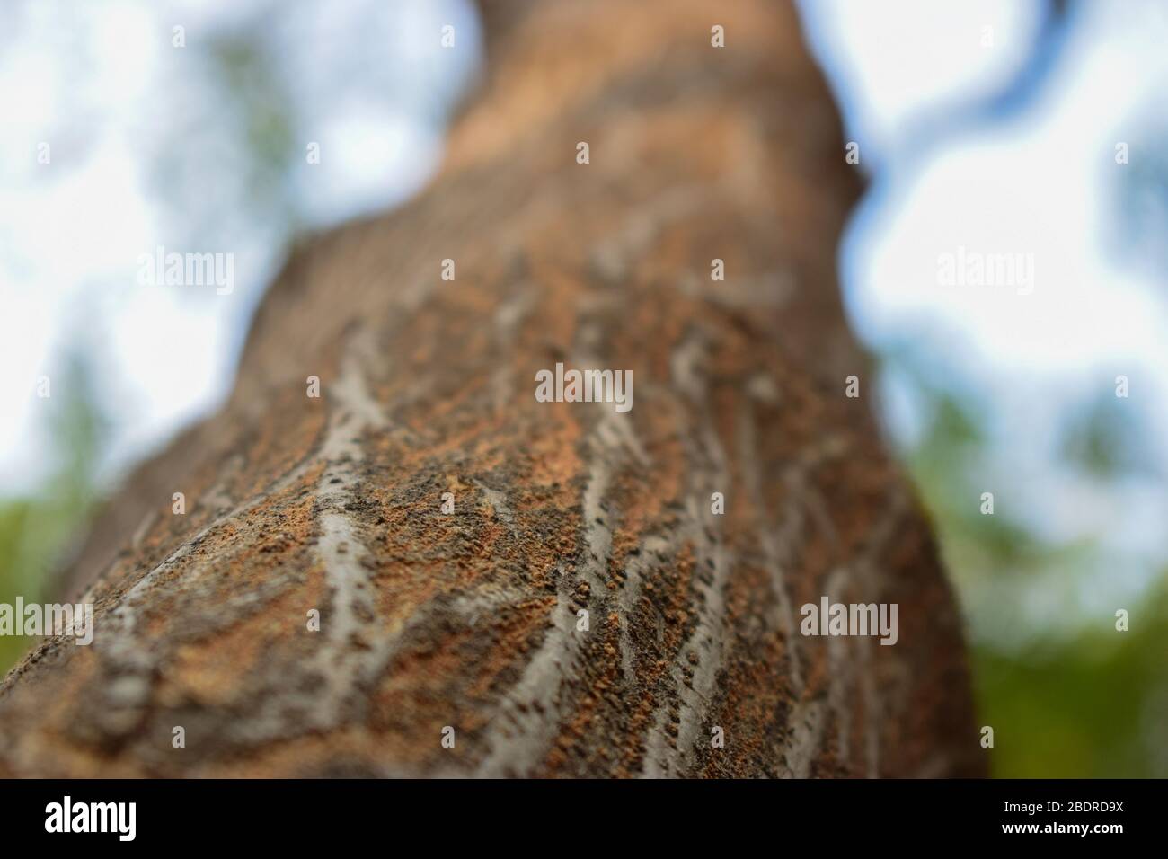 Dry Tree Branch knots Texture Close-up background Macro Stock ...