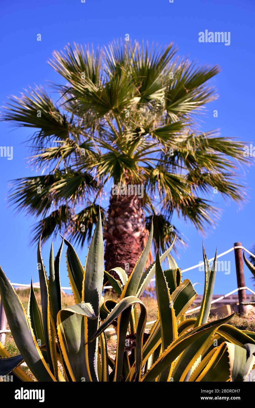 vegetation and plants at the beach Sciacca Sicily Italy Stock Photo - Alamy