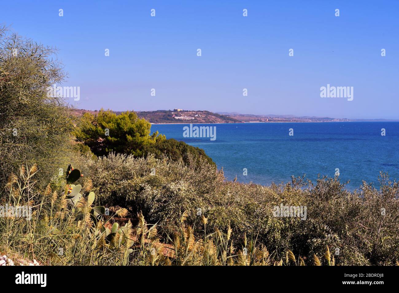vegetation and plants at the beach Sciacca Sicily Italy Stock Photo - Alamy