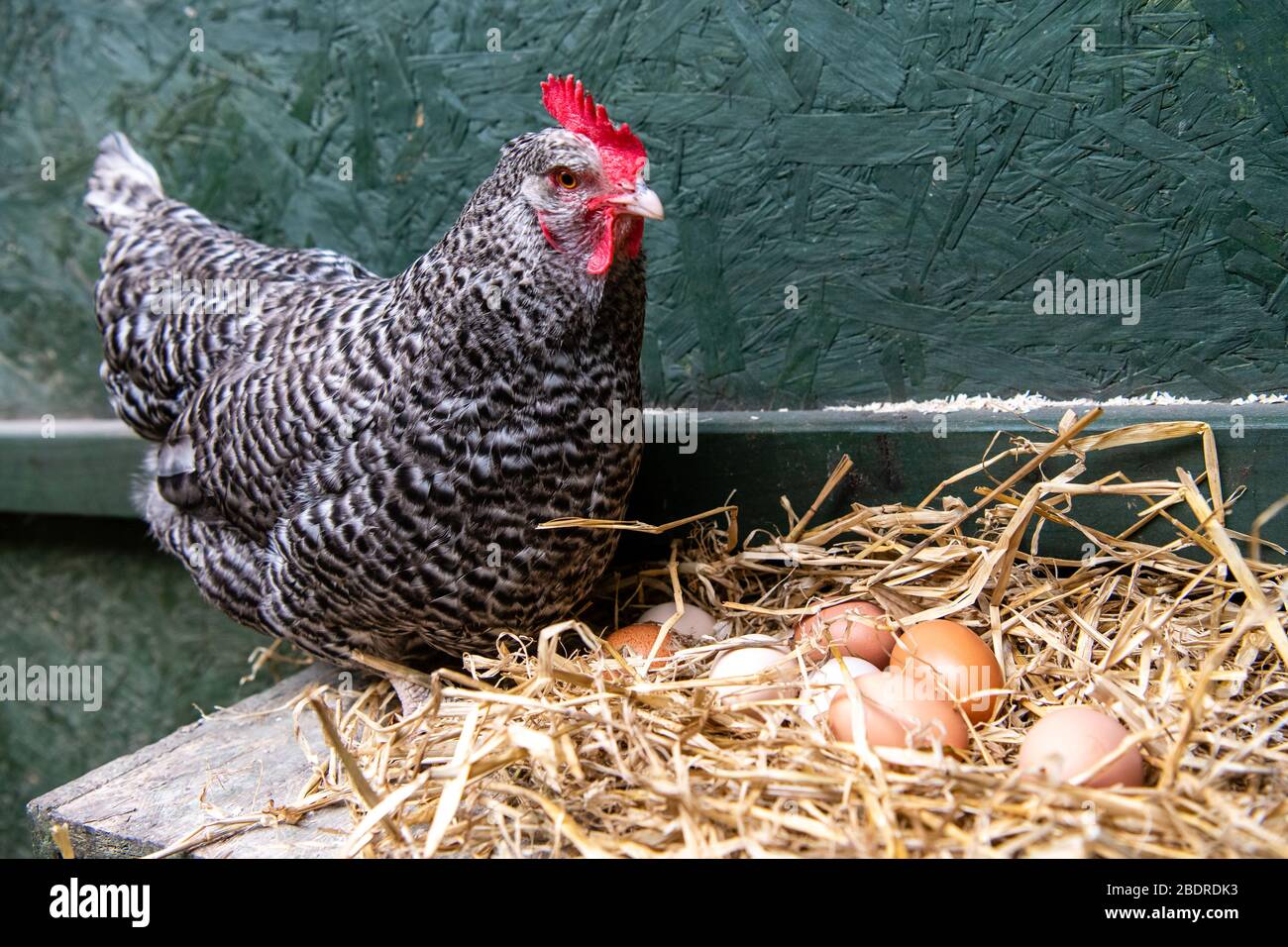 Hen egg nest hi-res stock photography and images - Alamy