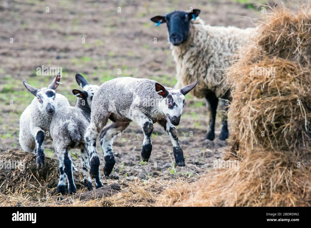 Leaping lamb hi-res stock photography and images - Alamy