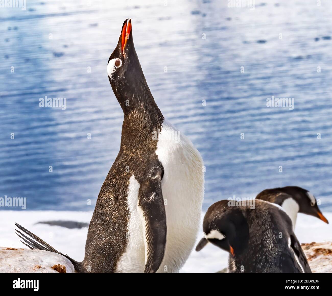 Penguins crying hi-res stock photography and images - Alamy