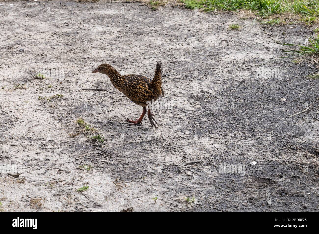 Newzealander hi-res stock photography and images - Alamy