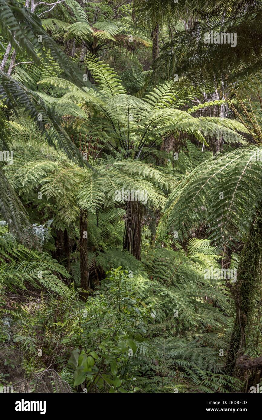 ferns in tangled thick lush rain forest vegetation at Tonga Quarry bay ...