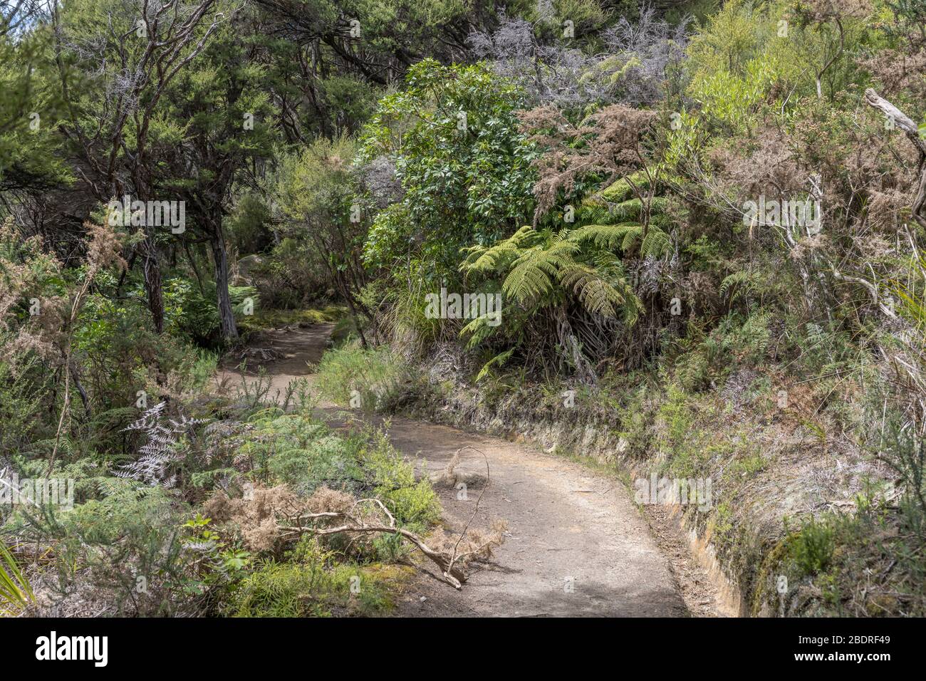 path in tangled thick lush rain forest vegetation at Tonga Quarry bay ...