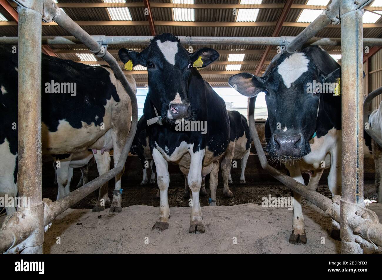 Cuil farm hi-res stock photography and images - Alamy